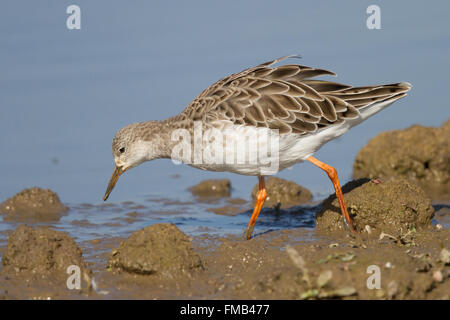 Juvenile Ruff, a common migrant wading bird of Britain Stock Photo - Alamy