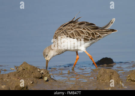 Juvenile Ruff, a common migrant wading bird of Britain Stock Photo - Alamy
