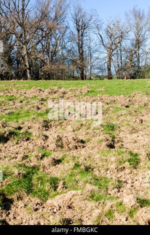Wild boar tracks Stock Photo - Alamy