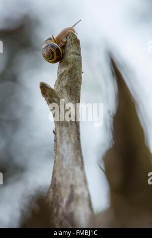 France, Isere, snail Stock Photo - Alamy