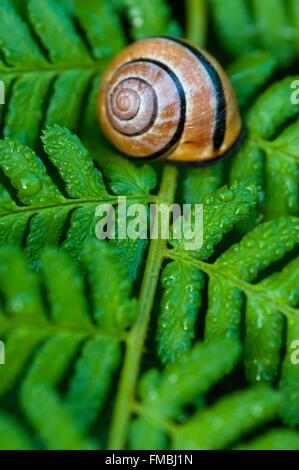 France, Isere, snail Stock Photo - Alamy