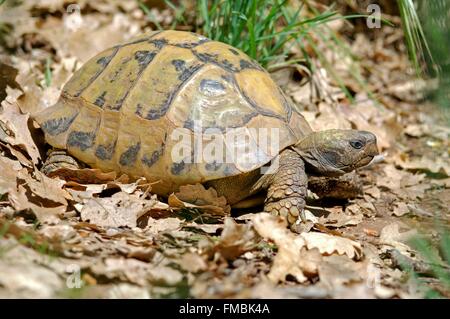 France, Hermann Tortoise (Testudo hermani Stock Photo - Alamy