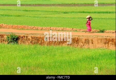 India, Odisha, a field between rice fields Stock Photo - Alamy