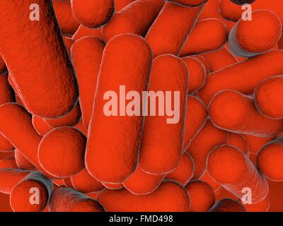 Illustration of rod-shaped bacteria. Rod-shaped bacteria include ...