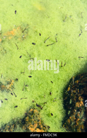 Mosquito larvae in a stagnant water pool. Larvae of mosquitoes swim in ...