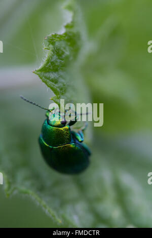 An iridescent green mint beetle (Chrysolina herbacea) on a leaf Stock ...