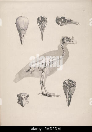 Plate II of 'Die vergleichende Osteologie' (Comparative Osteology ...