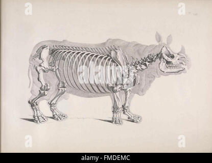 Plate VIII from 'Die Vergleichende Osteologie' depicts the comparative ...