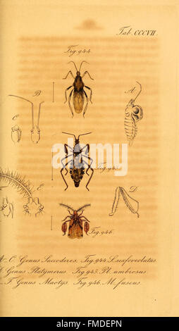 'Die Wanzenartigen Insecten' focuses on the Hemiptera order ...