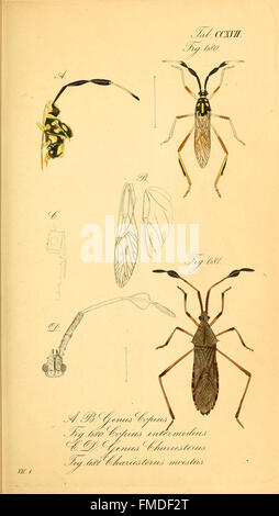 'Die wanzenartigen Insecten' is a comprehensive study on Hemiptera ...