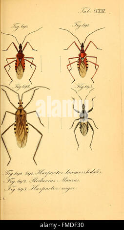'Die wanzenartigen Insecten' presents detailed illustrations and ...