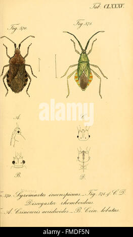 An illustration from 'Die wanzenartigen Insecten,' a work on the true ...