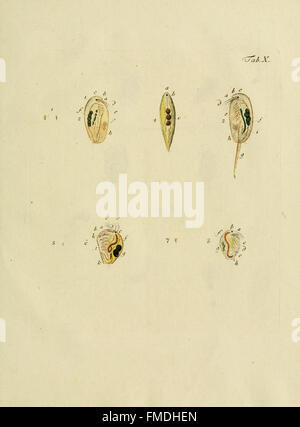 'Entomostraca seu insecta testacea' (Tab. XIII) features detailed ...