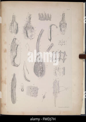 Norwegian Sea Creatures Stock Photo - Alamy