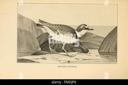 An illustration of the feathered game species found in the Northeastern ...