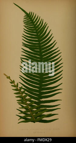 'Ferns - British and Exotic' provides detailed descriptions and ...