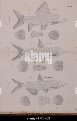 'Abbildungen und Beschreibungen der Fische Syriens' (Illustrations and ...