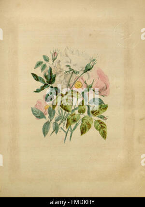 This botanical dictionary provides definitions and descriptions of ...