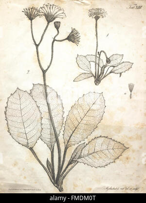 'Flora Azorica' features detailed botanical illustrations of plant ...