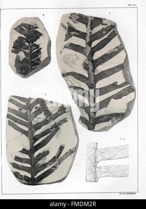 'Flora Fossilis Formationis Oolithicae' Plate XIX presents fossilized ...