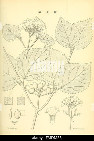 This plate from 'Flora Sylvatica Koreana' depicts native Korean forest ...