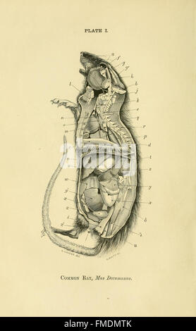 This illustration from *Forms of Animal Life* depicts various species ...