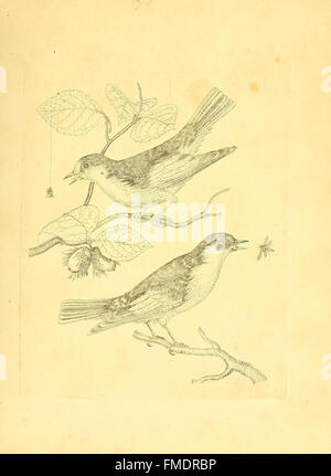 This plate from 'Harmonia ruralis' depicts a detailed illustration of a ...