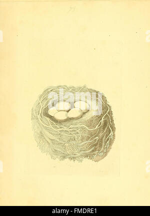 An illustration from 'Harmonia Ruralis', showcasing British songbirds ...