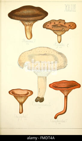 Plate XLIII from *Histoire naturelle des oiseaux-mouches* features ...