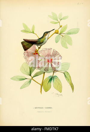 This work focuses on the family Trochilidae, or hummingbirds, providing ...