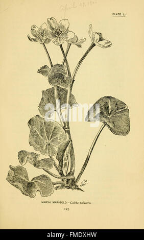 'How to Know the Wild Flowers' offers a detailed guide to identifying ...