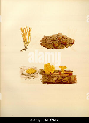 'Icones Farlowianae' is a botanical work featuring detailed ...
