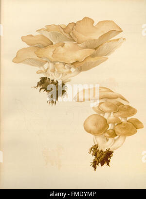 Plate 8 from 'Icones Farlowianae' showcases illustrations of fungi and ...