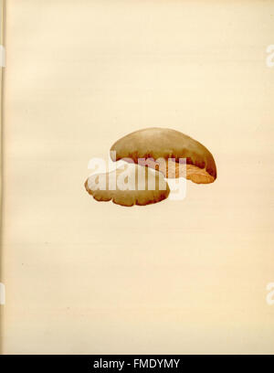 Plate 8 from 'Icones Farlowianae' showcases illustrations of fungi and ...