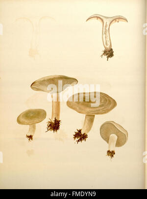 This plate from 'Icones Farlowianae' presents detailed botanical ...