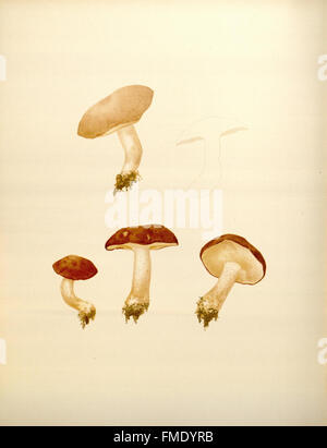 'Icones Farlowianae' presents a collection of botanical illustrations ...