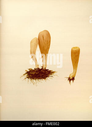 'Icones Farlowianae' presents a collection of botanical illustrations ...