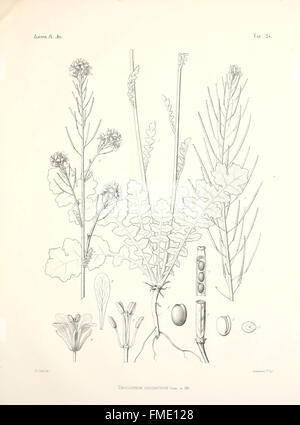 Tab. 5 from 'Illustrationes Florae Atlanticae' features a series of ...