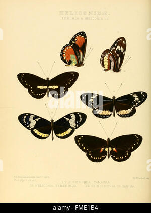 This work showcases detailed illustrations of newly discovered species ...