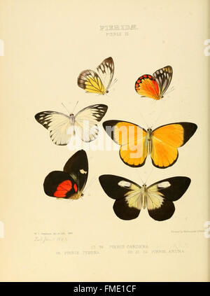 This work features newly discovered illustrations of mammalian fossils ...