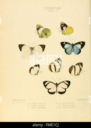 The work illustrates new species of exotic butterflies from the ...