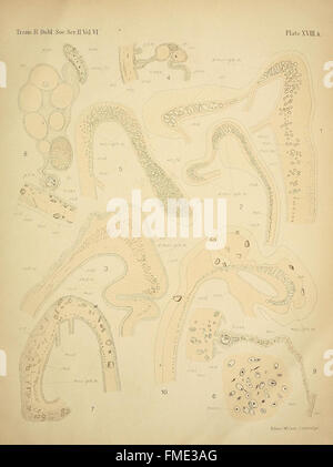 This plate features illustrations of the species of Actiniaria found in ...