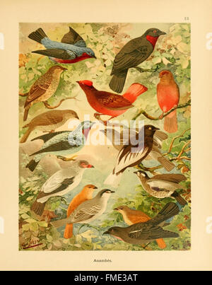 'Album de Aves Amazonicas' (Album of Amazonian Birds) Plate 10 ...