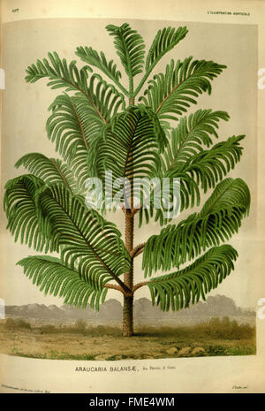 'L'Illustration Horticole' is a French horticultural journal that ...