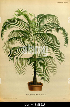 'L'Illustration Horticole' is a French horticultural publication ...