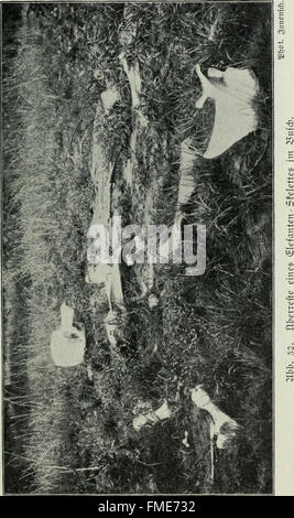'Am Tendaguru' (1912) documents the work of a German expedition in East ...