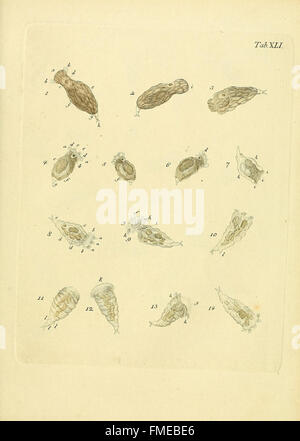 *Animalcula Infusoria Fluviatilia et Marina* presents illustrations and ...