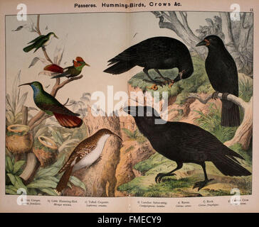 Plate 3 from *The Animal Kingdom* illustrates the organizational ...