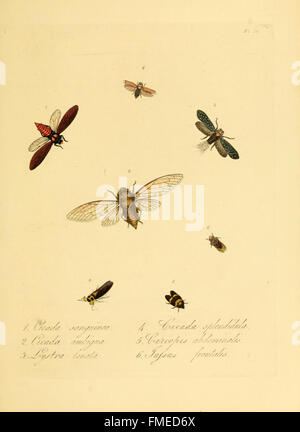 'Natural History of the Insects of China' (Pl. 21) provides a detailed ...