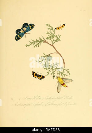 'Natural History of the Insects of China' (Pl. 21) provides a detailed ...